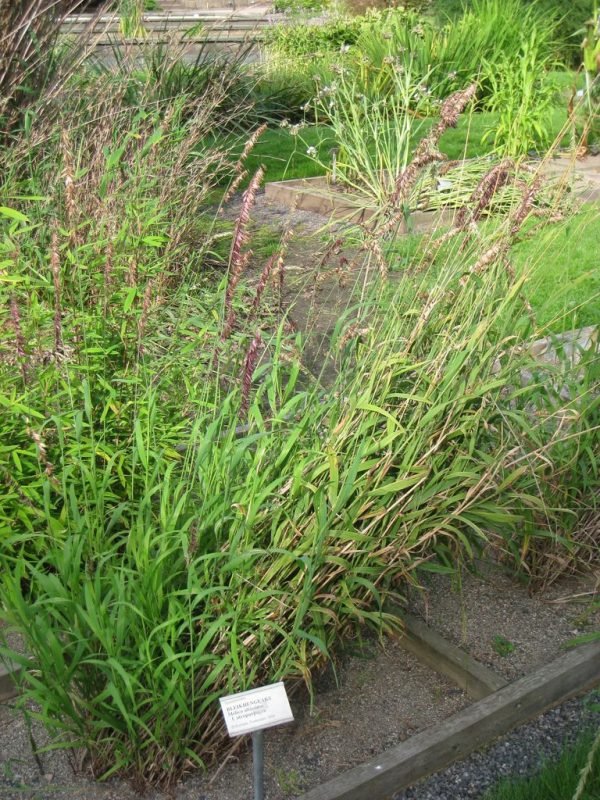 Dark purple Siberian melic (Melica altissima 'Atropurpurea') - growing ...