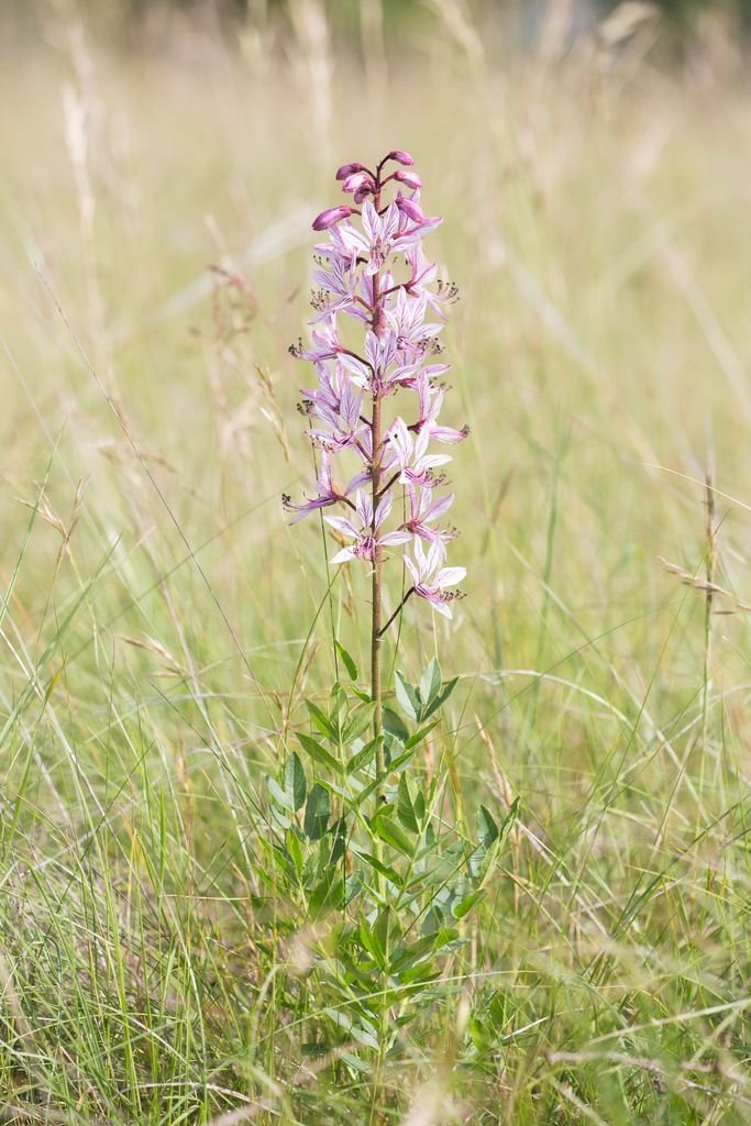 Dittany (Dictamnus albus) - growing guides