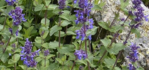 Catmint 'Little Titch' (Nepeta racemosa 'Little Titch') - growing guides