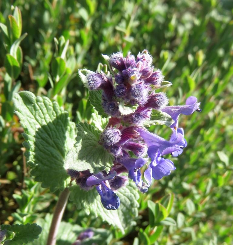 Dwarf catmint (Nepeta racemosa) - growing guides