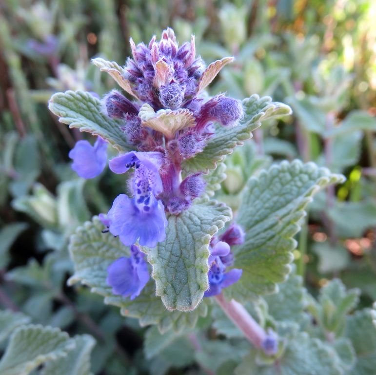 Dwarf catmint (Nepeta racemosa) - growing guides