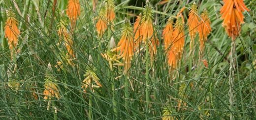 Galpin red-hot poker (Kniphofia galpinii Baker) - growing guides