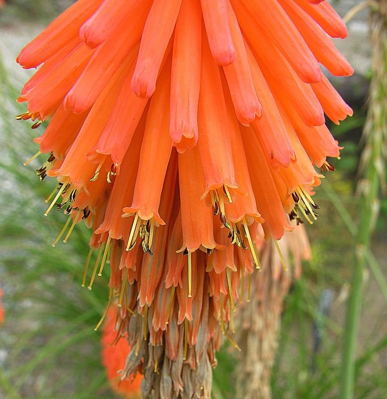 Dwarf red-hot poker (Kniphofia triangularis) - growing guides