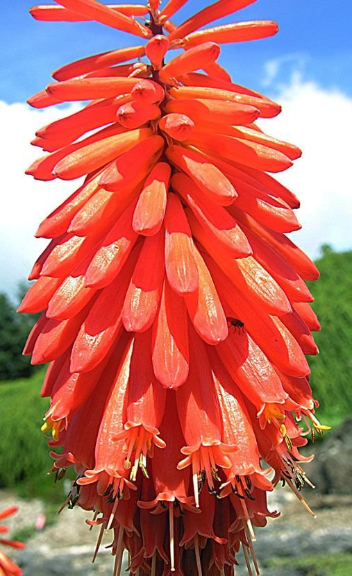 Dwarf red-hot poker (Kniphofia triangularis) - growing guides