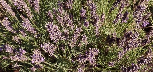 English lavender 'Alba' (Lavandula angustifolia 'Alba') - growing guides