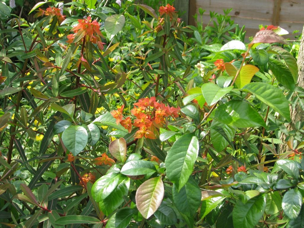 Euphorbia griffithii 'Fern Cottage' - growing guides