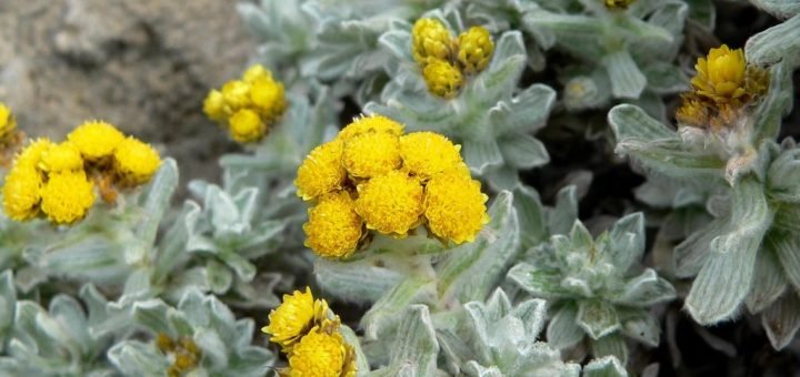 Helichrysum Genus - Dear Plants