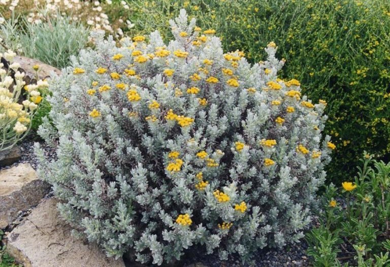 Everlasting (Helichrysum splendidum) - growing guides