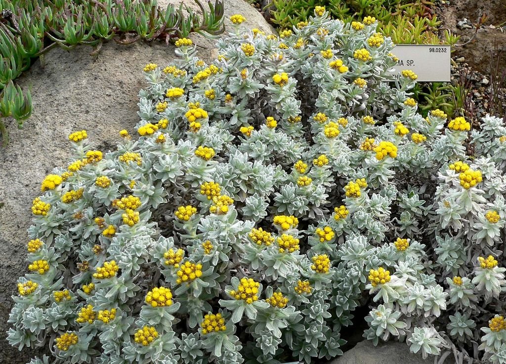 Everlasting (Helichrysum splendidum) - growing guides