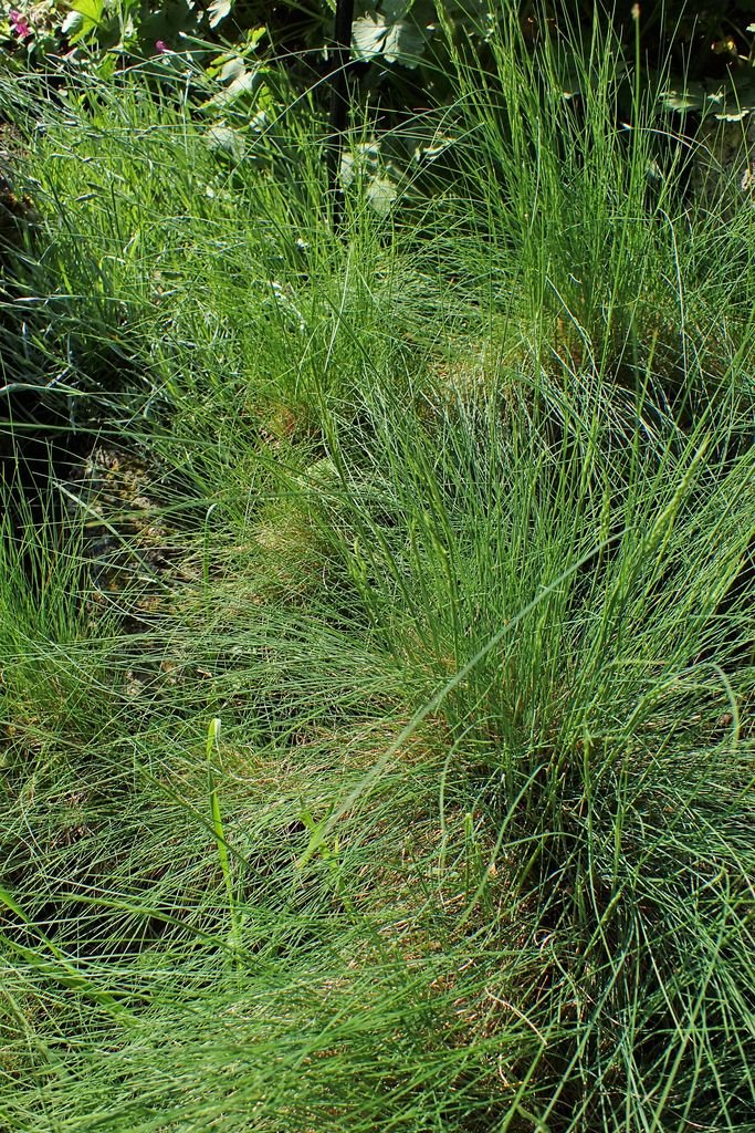 Festuca gautieri - growing guides
