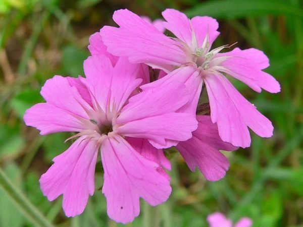 Flower of Jove (Lychnis flos-jovis) - growing guides