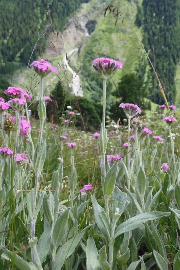 Flower of Jove (Lychnis flos-jovis) - growing guides