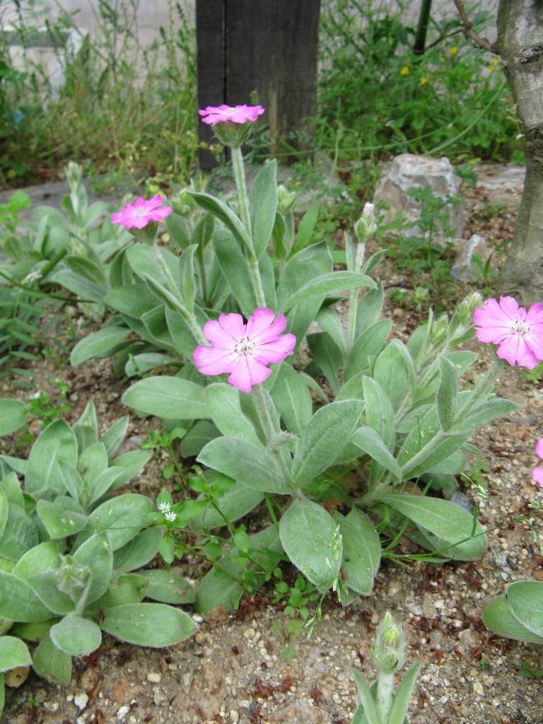 Flower of Jove (Lychnis flos-jovis) - growing guides