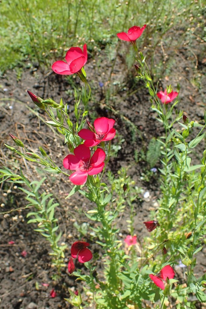 Flowering flax (Linum grandiflorum) - growing guides