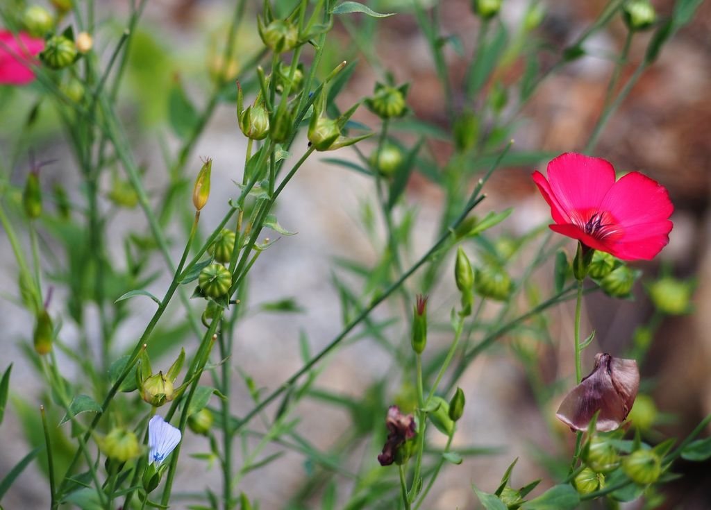 Flowering flax (Linum grandiflorum) - growing guides
