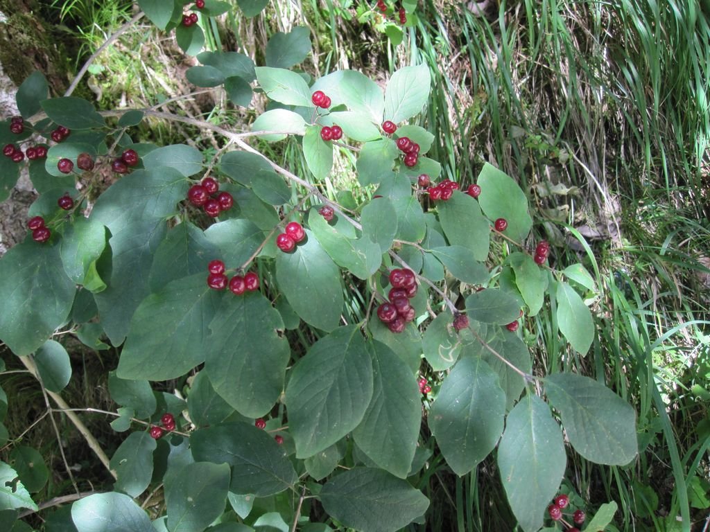 Fly honeysuckle (Lonicera xylosteum) - growing guides