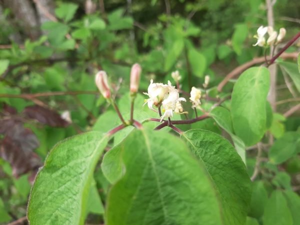 Fly honeysuckle (Lonicera xylosteum) - growing guides