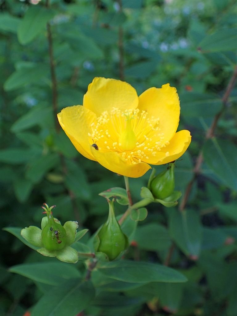 Forrest St John's wort (Hypericum forrestii) - growing guides