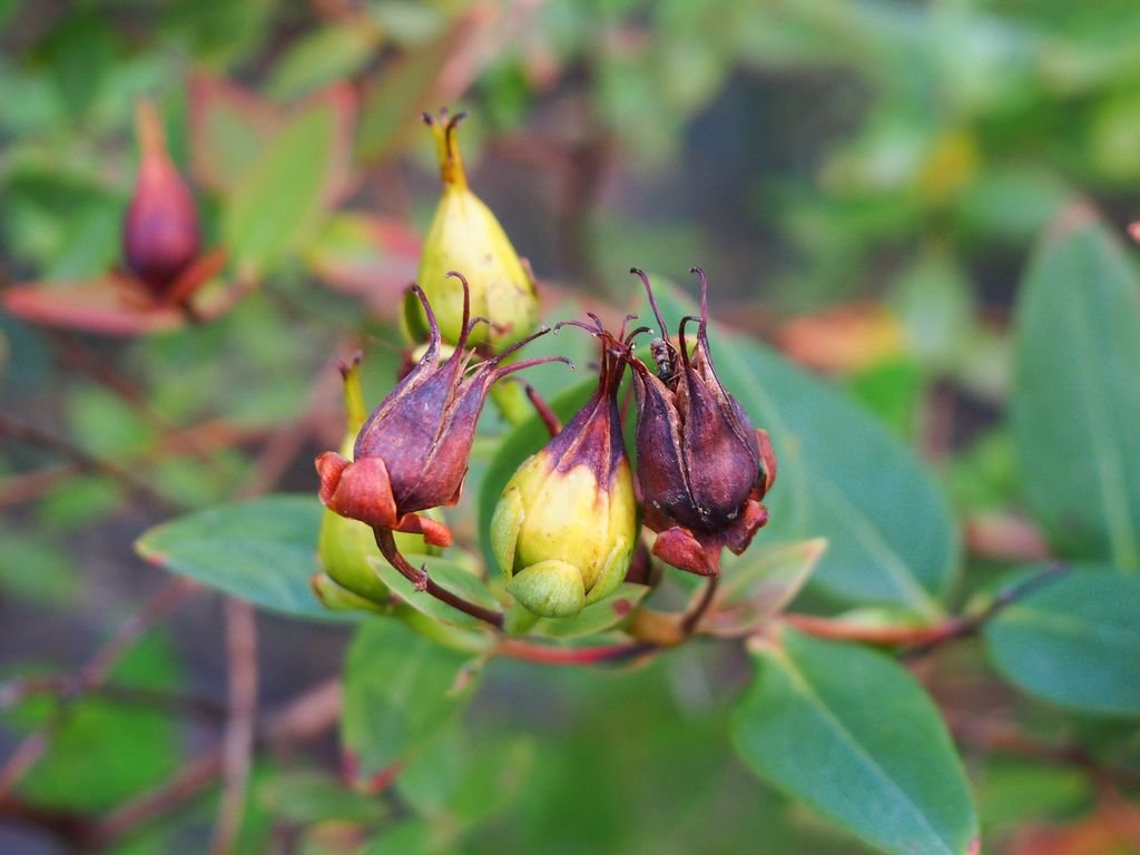 Forrest St John's wort (Hypericum forrestii) - growing guides