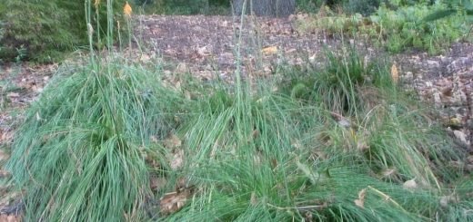 Dwarf red-hot poker (Kniphofia triangularis) - growing guides