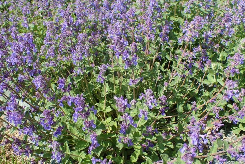 Garden catmint (Nepeta × faassenii) - growing guides