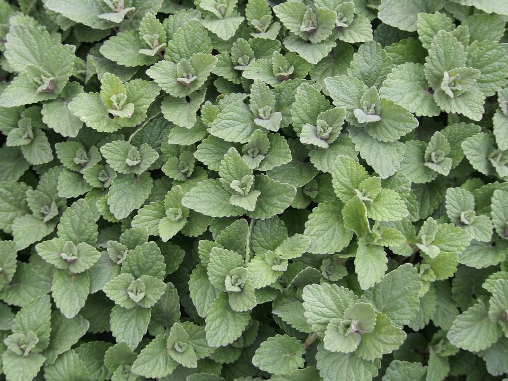 Garden catmint (Nepeta × faassenii) - growing guides