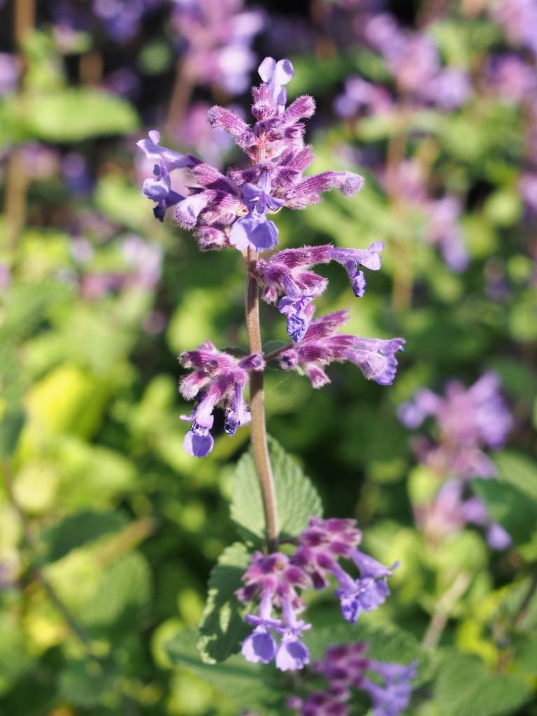 Garden catmint (Nepeta × faassenii) - growing guides