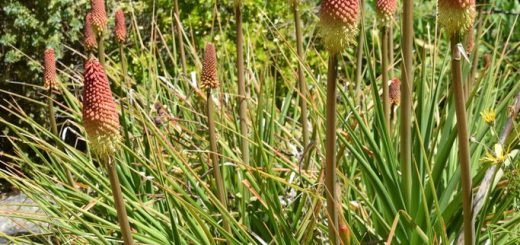 Galpin red-hot poker (Kniphofia galpinii Baker) - growing guides