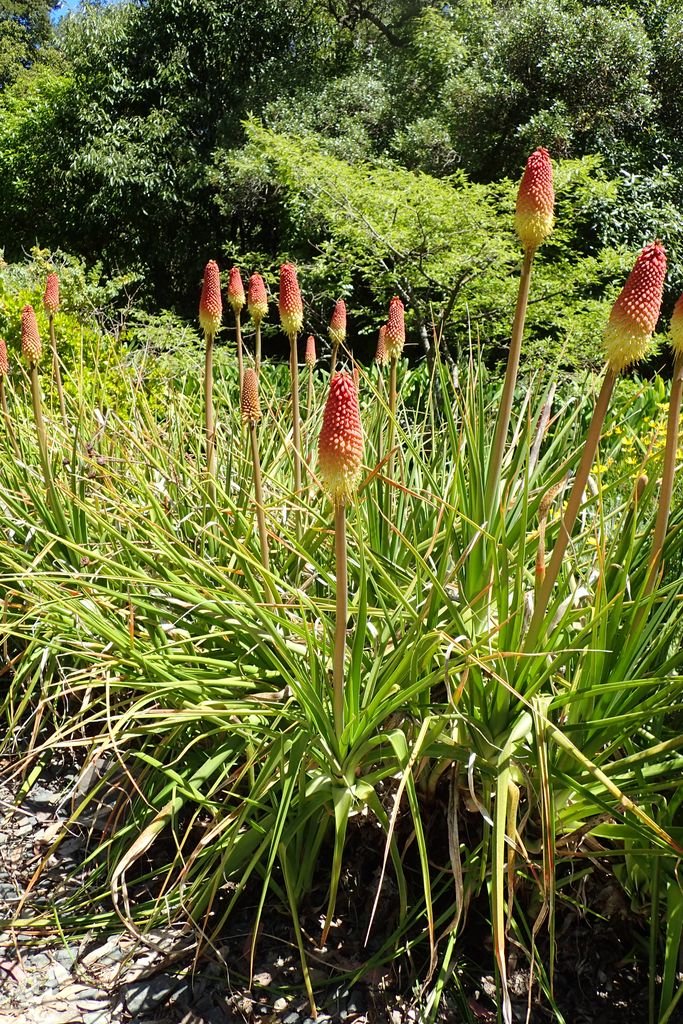 Giant red-hot poker (Kniphofia northiae) - growing guides