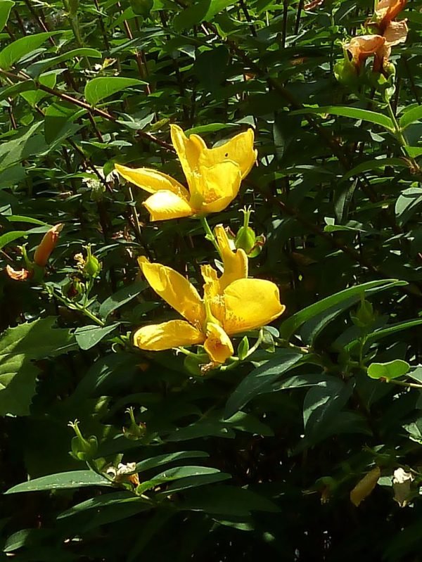 Gold flower (Hypericum × moserianum) - growing guides