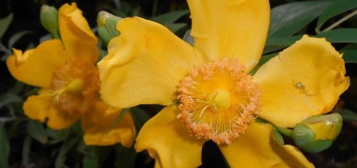 Hypericum bellum - growing guides