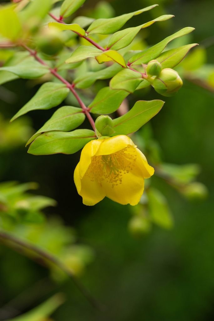 Goldencup St John's wort (Hypericum patulum) - growing guides