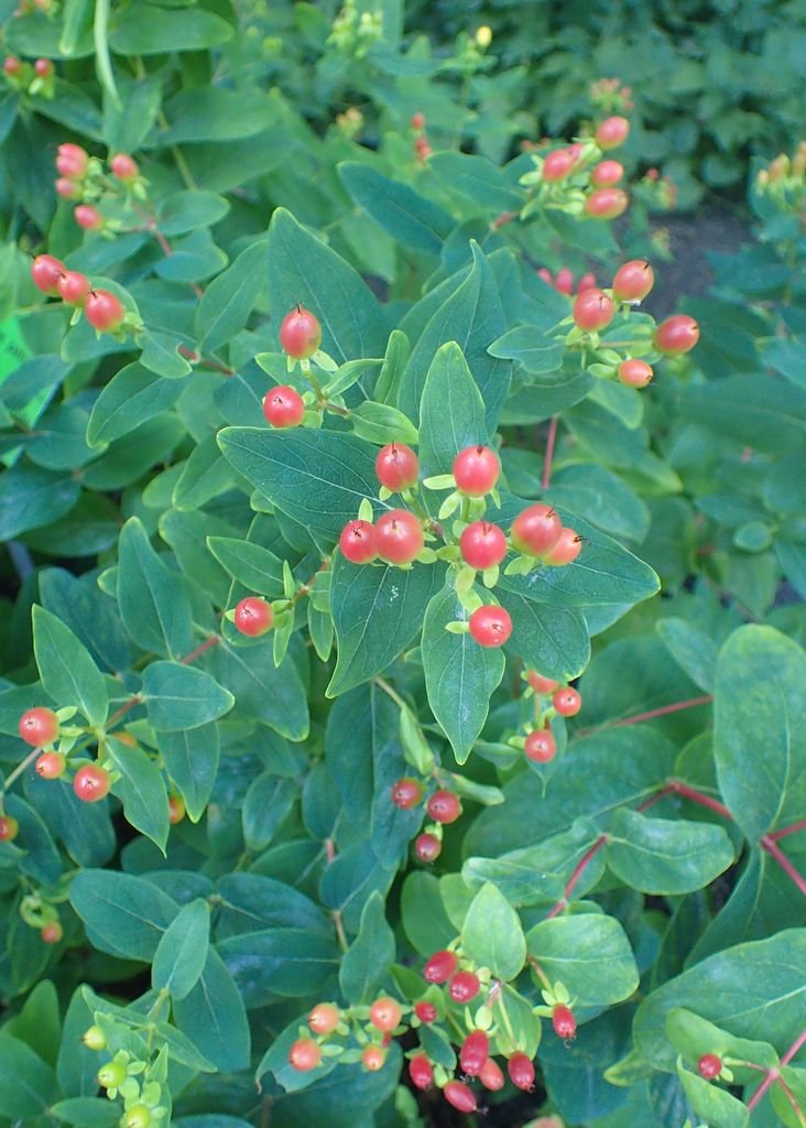 Goldencup St John's wort (Hypericum patulum) - growing guides