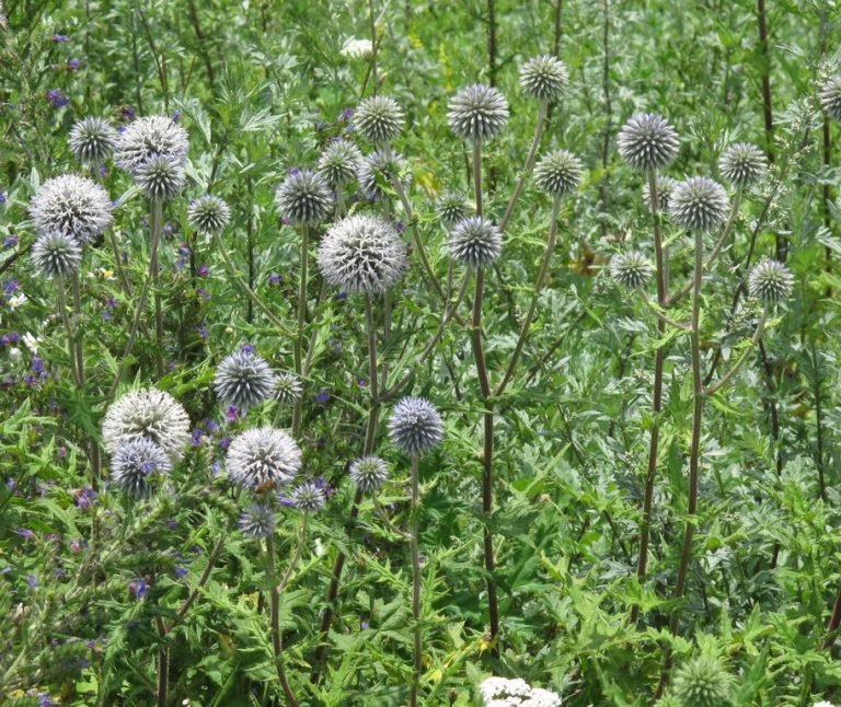 Great globe thistle (Echinops sphaerocephalus) - growing guides