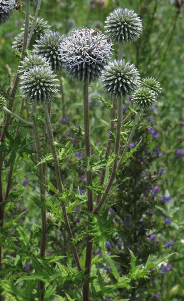 Great globe thistle (Echinops sphaerocephalus) - growing guides
