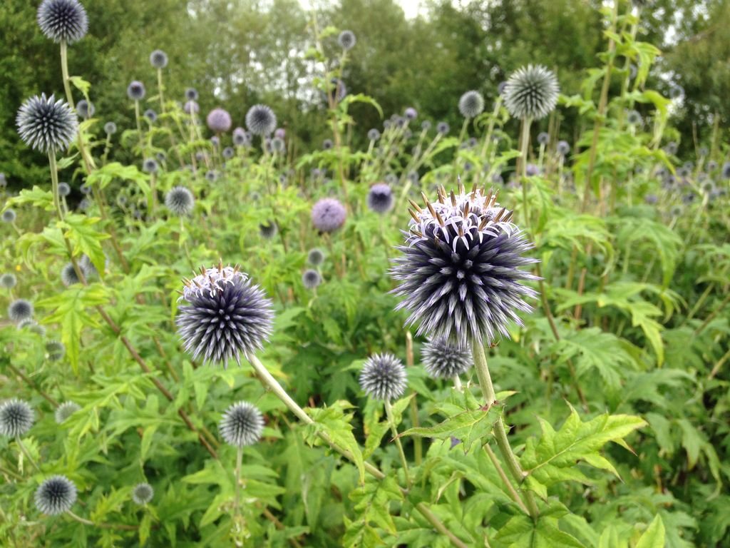 Great globe thistle (Echinops sphaerocephalus) - growing guides