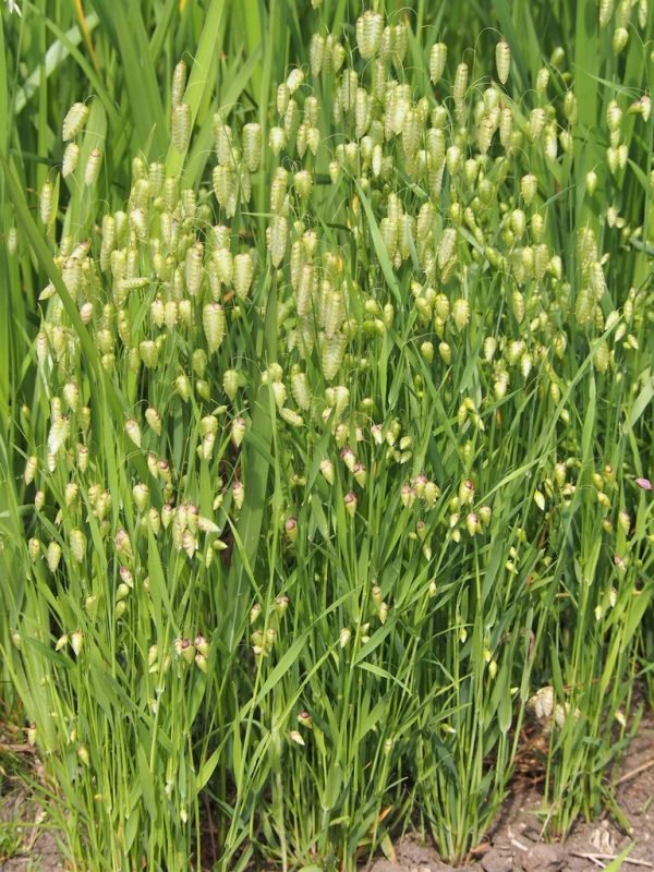 Greater quaking grass (Briza maxima) - growing guides