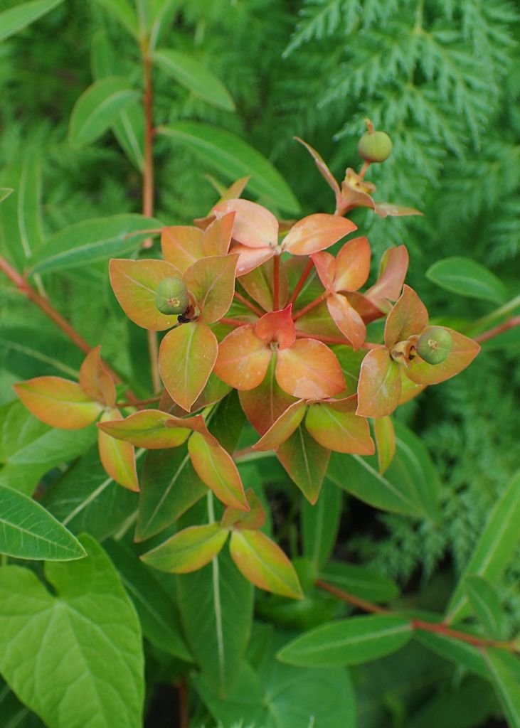 Griffith's spurge (Euphorbia griffithii) - growing guides