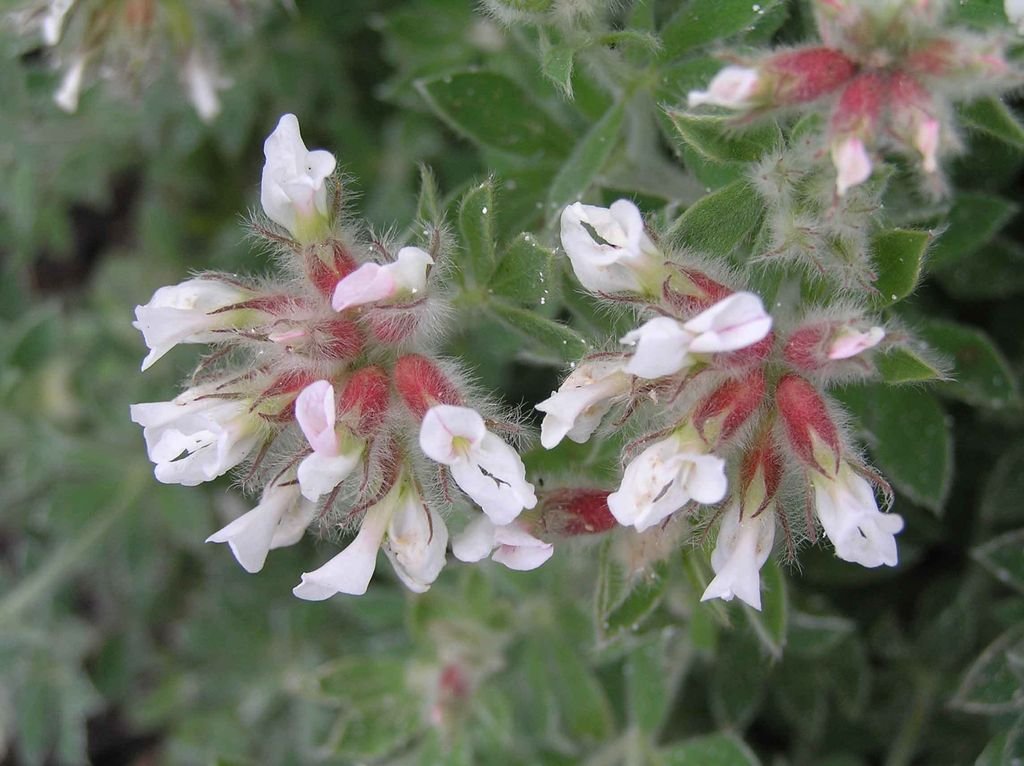Hairy canary clover (Lotus hirsutus) - growing guides