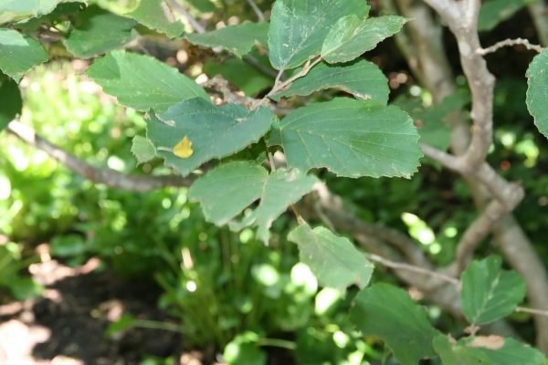Hamamelis × intermedia 'Hiltingbury' - growing guides