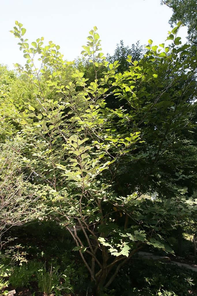 Hamamelis × intermedia 'Hiltingbury' - growing guides