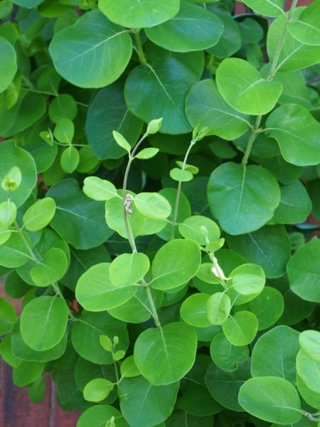 Honeysuckle 'Dropmore Scarlet' (Lonicera × brownii 'Dropmore Scarlet ...