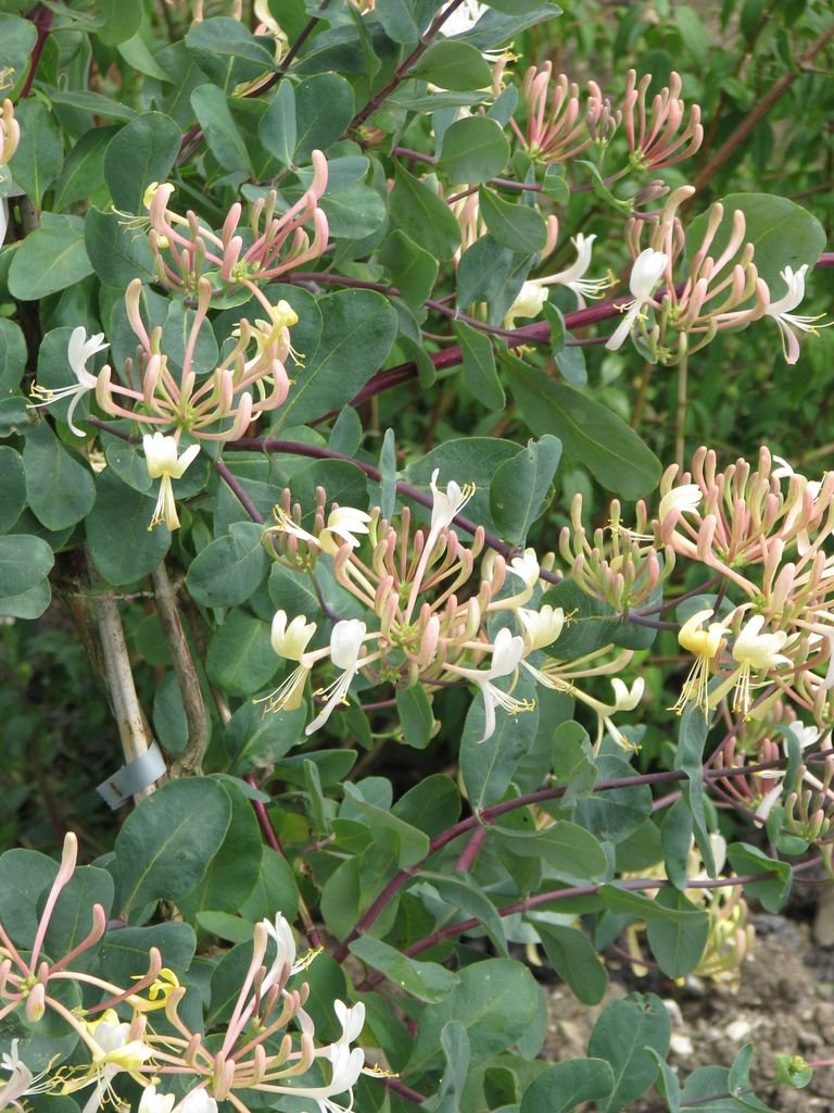 Honeysuckle 'Michael Rosse' (Lonicera etrusca 'Michael Rosse ...