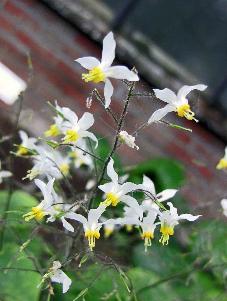 Horny goat weed (Epimedium brevicornu) - growing guides