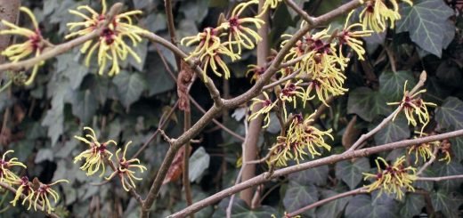 Witch hazel 'Sunburst' (Hamamelis × intermedia 'Sunburst') - growing guides