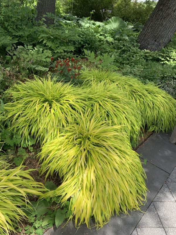 Japanese forest grass (Hakonechloa macra) - growing guides