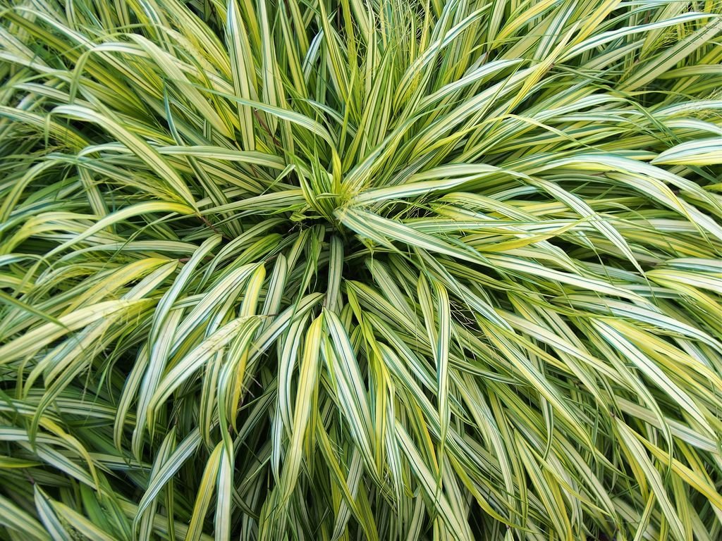 Japanese forest grass (Hakonechloa macra) - growing guides