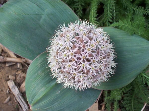Kara Tau garlic 'Ivory Queen' (Allium karataviense 'Ivory Queen ...
