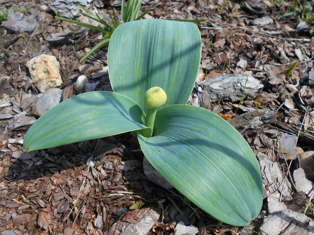 Kara Tau garlic 'Ivory Queen' (Allium karataviense 'Ivory Queen ...