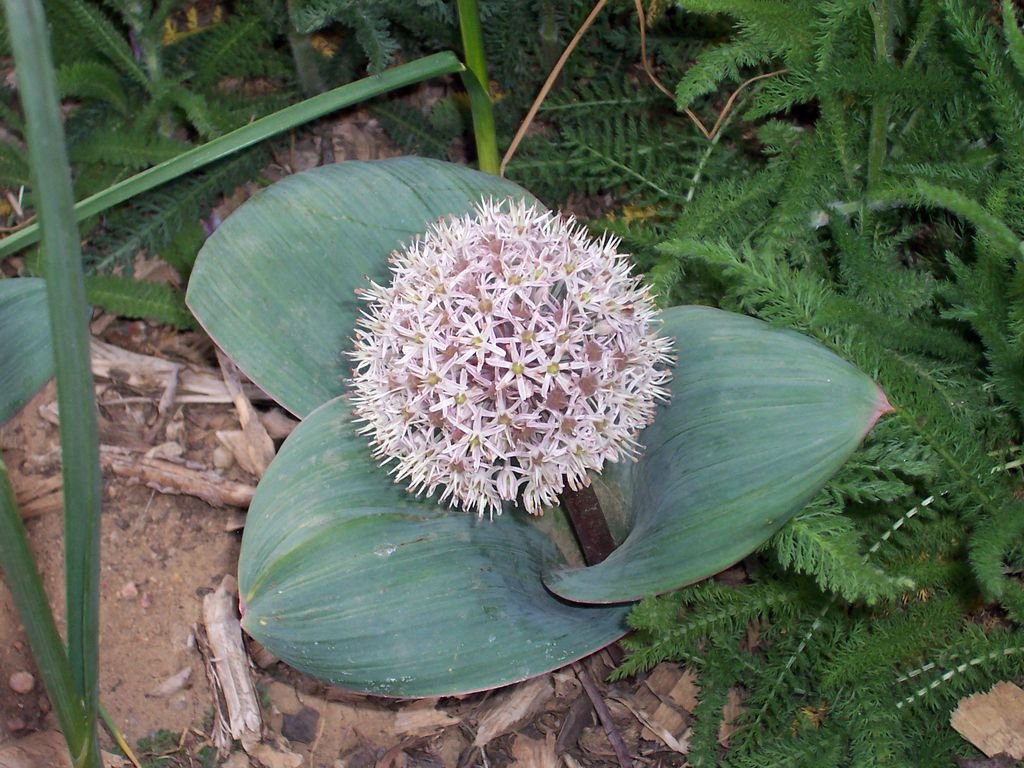 Kara Tau garlic 'Ivory Queen' (Allium karataviense 'Ivory Queen ...
